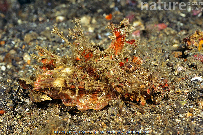 Stock photo of Bearded ghoul / spiny devil fish (Inimicus didactylus ...