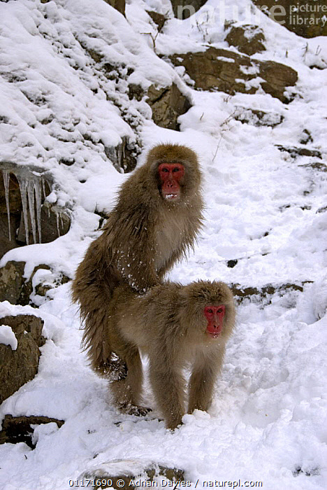 Stock photo of Japanese Macaque {Macaca fuscata} adults mating ...