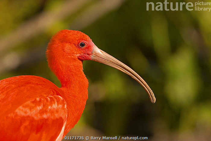 Stock photo of Scarlet Ibis {Eudocimus ruber} head profile portrait ...