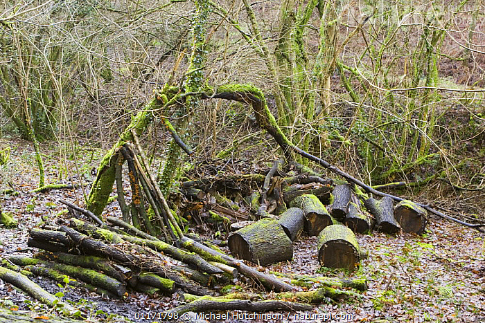 Stock photo of Wood pile, logs left to rot to encourage insects and ...