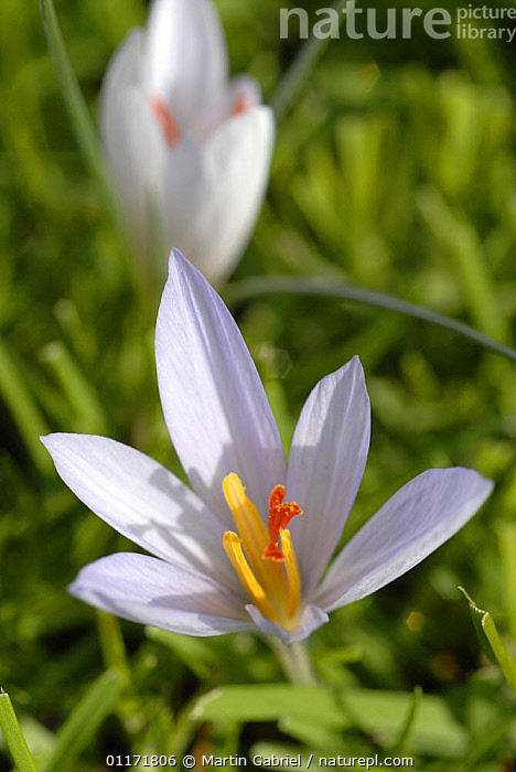 Stock photo of Wild crocus from Turkey {Crocus asumaniae} flowering in ...