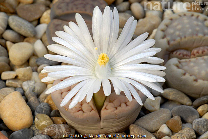 Stock photo of Flowering Living Stone (Lithops sp) a succulent family ...