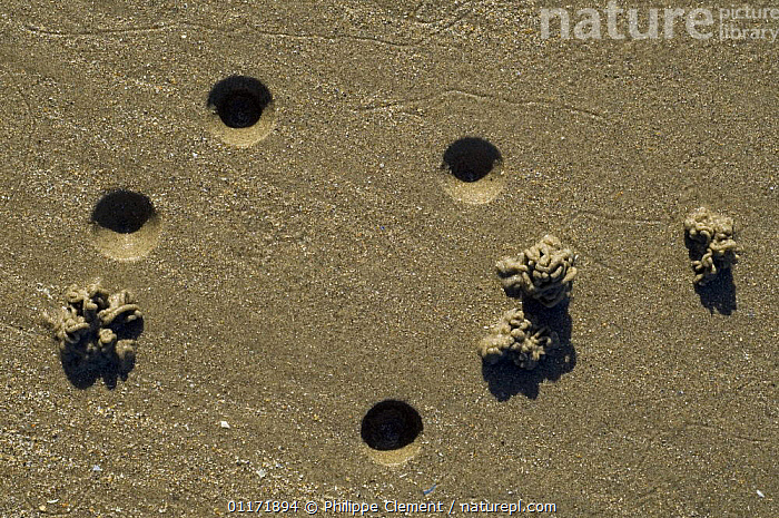 Stock photo of European Lugworm {Arenicola marina} burrows showing the ...