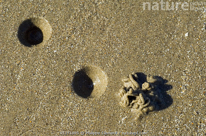 Stock photo of European Lugworm {Arenicola marina} burrow showing the ...