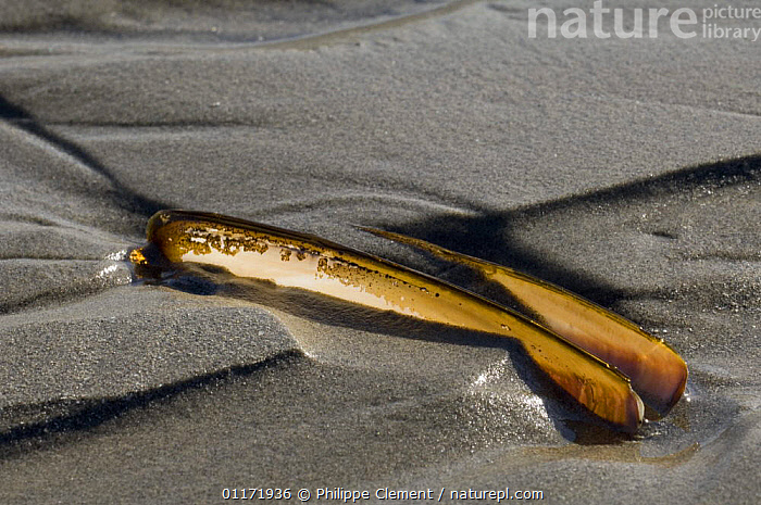 Stock photo of Razor Shell (Ensis siliqua) washed ashore, North Sea ...