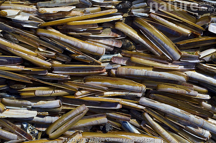 Stock photo of Mass of Razor Shells (Ensis siliqua) washed ashore on ...