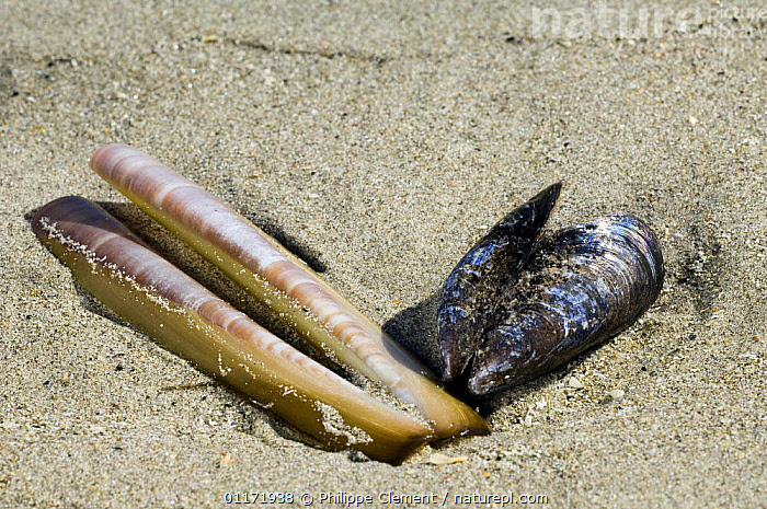 Stock photo of Razor Shell (Ensis siliqua) and Mussel (Mytilus edulis ...