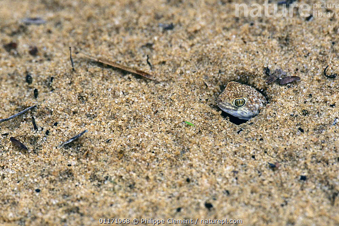 Stock photo of Barking gecko (Ptenopus garrulus) with head exposed in ...