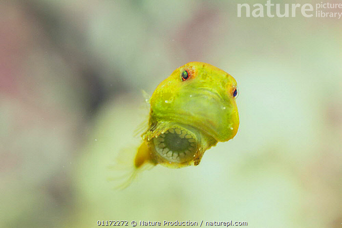 Stock photo of Lumpfish swimming {Lethotremus awae} captive, Japan ...