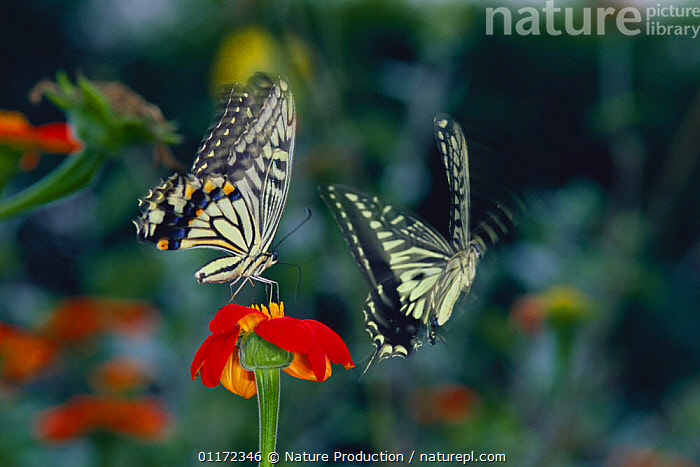 Stock photo of Chinese Yellow Swallowtail Butterfly {Papilio xuthus ...