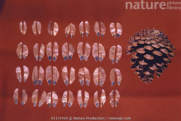Stock photo of Seeds from Pine cone {Pinus sp} Japan. Available for ...
