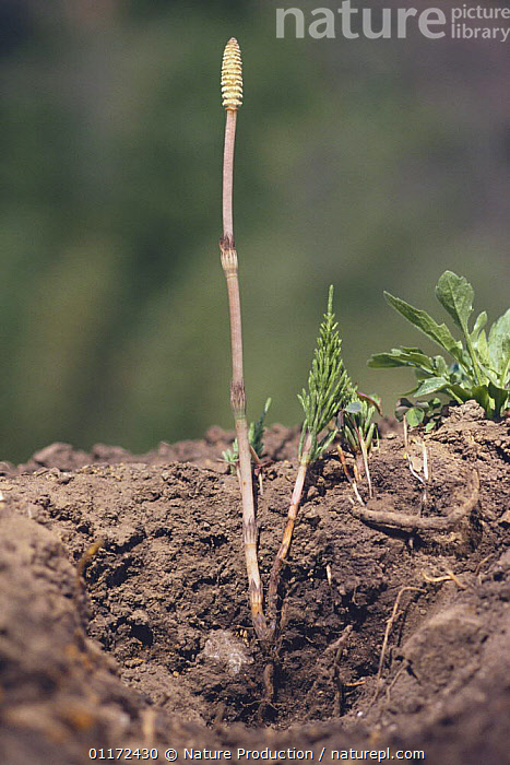 Stock photo of Common Field Horsetail {Equisetum arvense} with roots ...