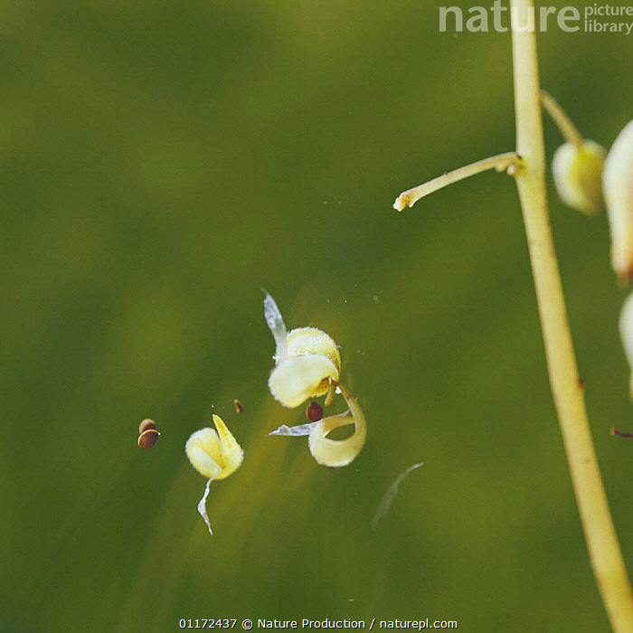 Stock photo of Indian Balsam {Impatiens balsamina} seeds bursting from ...