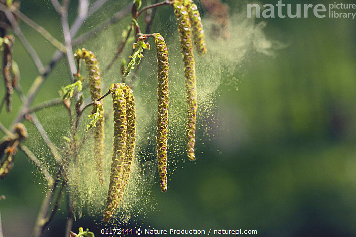Stock photo of Nodding Alder {Alnus pendula} cloud of pollen blowing ...