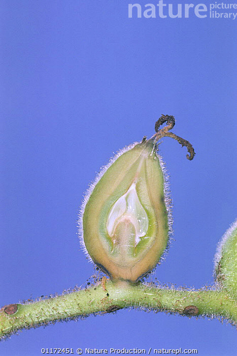 Stock photo of Cross-section of immature Japanese Walnut {Juglans ...