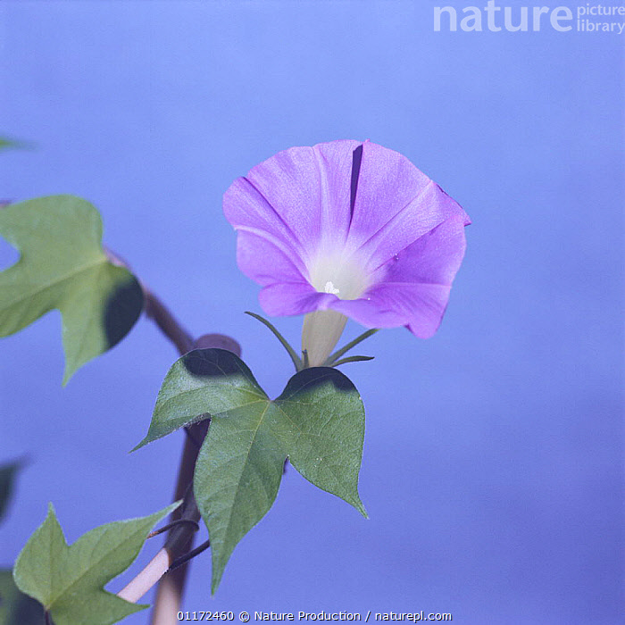 Stock photo of Morning glory {Ipomoea nil} flower opening sequence 8/9 ...