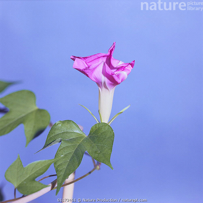 Stock photo of Morning glory {Ipomoea nil} flower opening sequence 6/9 ...