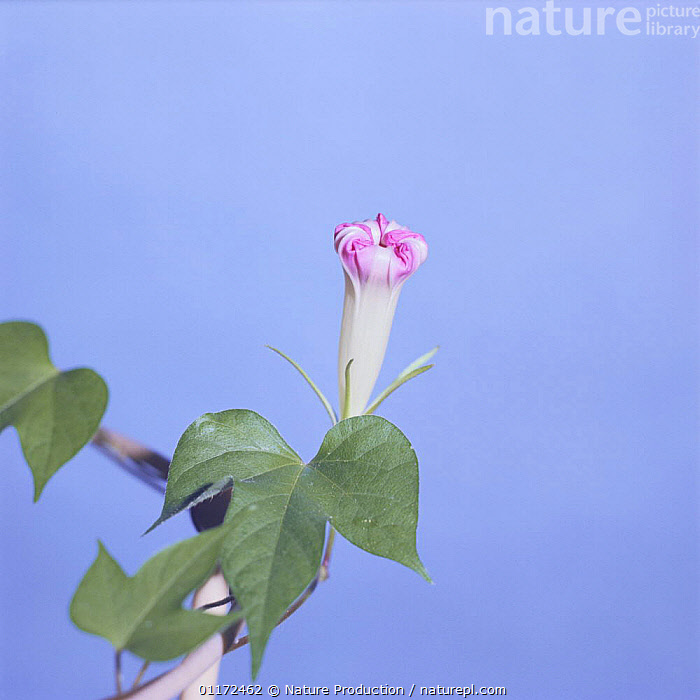 Stock photo of Morning glory {Ipomoea nil} flower opening sequence 3/9 ...