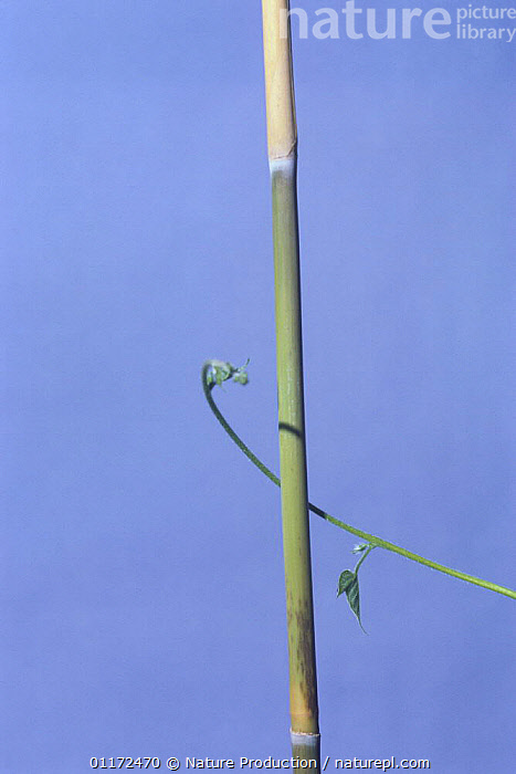 Stock photo of Morning glory {Ipomoea nil} tendril of vine growing ...