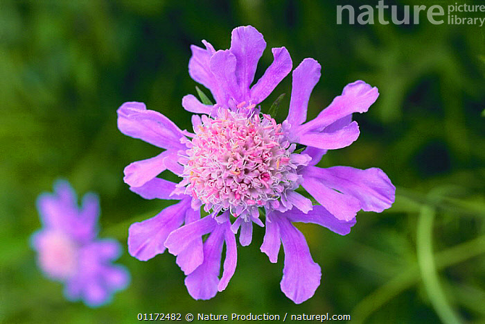 Scabious Flower Wallpaper Scabiosa Images – Browse 10,397 Stock