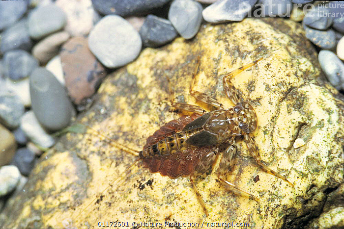 Stock photo of Mayfly larva {Epeorus latifolium} Ibaraki, Japan ...
