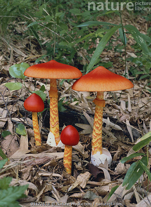 Stock photo of Toadstools in various stages of growth {Amanita ...