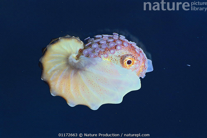 Stock photo of Winged argonaut / Brown Paper Nautilus {Argonauta hians ...