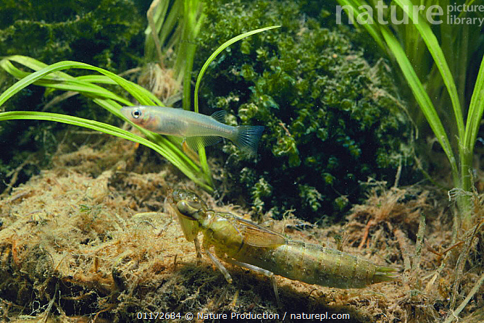 Stock photo of Freshwater larva of Hairy Emperor dragonfly {Anax ...