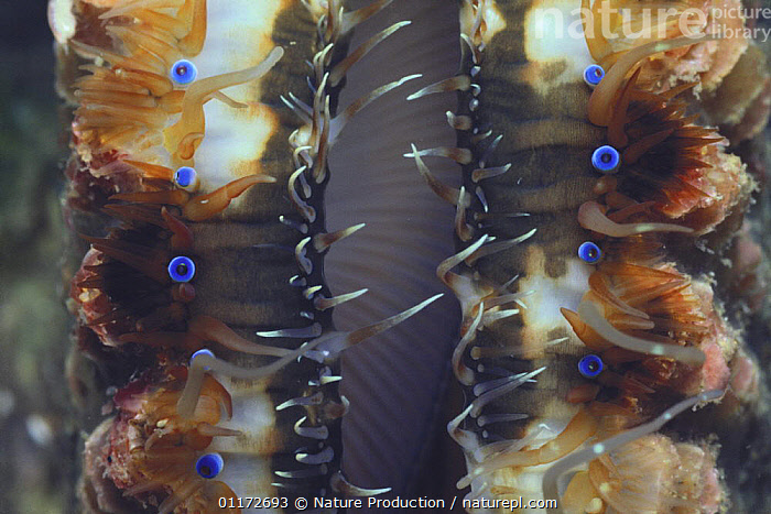 Stock photo of Eyespots on mantle of Noble Scallop {Mimachlamys nobilis ...