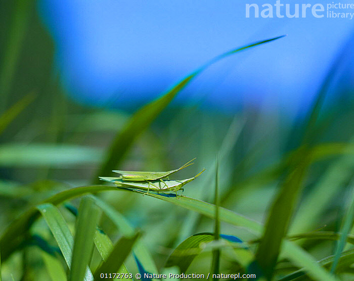 Stock photo of Smaller Longheaded Locust {Atractomorpha lata} mating ...