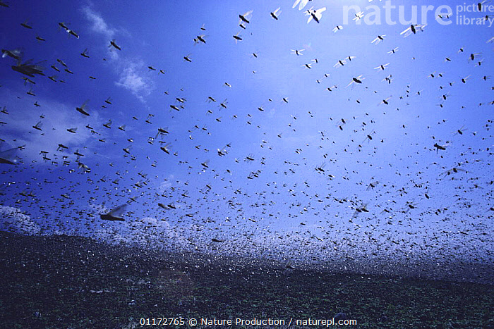 Stock photo of Migratory Locust {Locusta migratoria} infestation ...