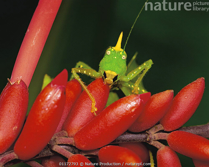 Stock photo of Conehead Katydid {Copiphora rhinoceros} close up of face ...
