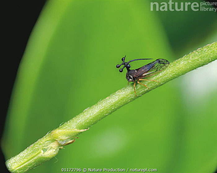 Stock photo of Treehopper {Bocydium globulare} rainforest, South ...