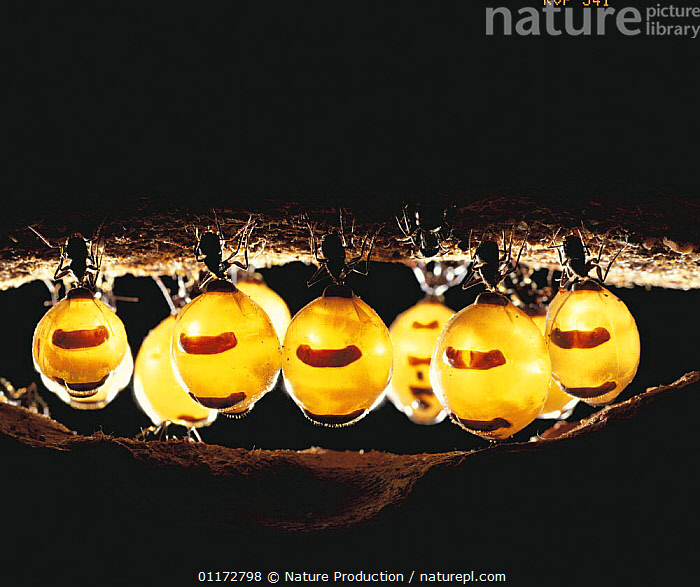 Stock photo of Honeypot Ants storing honey in their abdomen ...