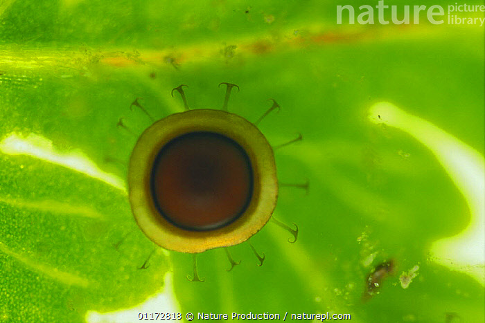 Stock photo of Freshwater Bryozoan {Pectinatella magnifica}. Available ...