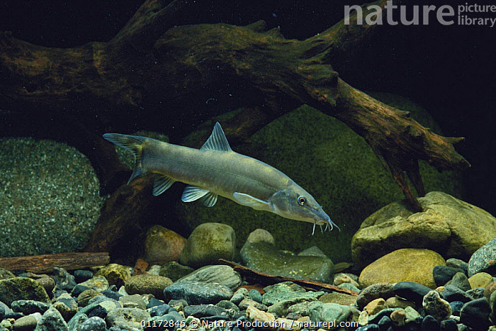 Stock photo of Kissing Loach {Leptobotia curta} Japan. Available for ...