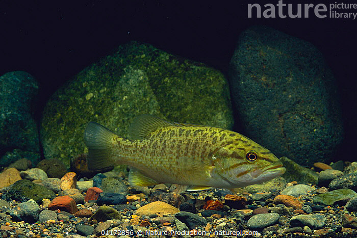 Stock photo of Smallmouth Bass {Micropterus dolomieu} Nagano, Japan ...