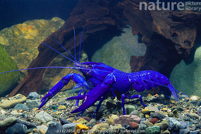 Stock photo of Common / Blue Marron {Cherax cainii / tenuimanus ...