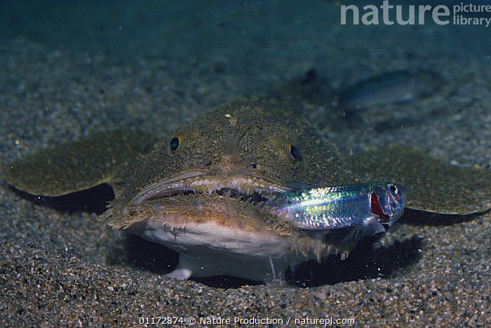 Stock photo of Blackmouth Angler {Lophiomus setigerus} preying upon a ...