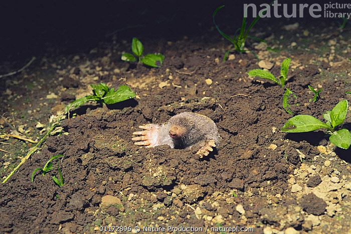 Stock photo of Lesser Japanese Mole {Talpa / Mogera imaizumii} emerging ...
