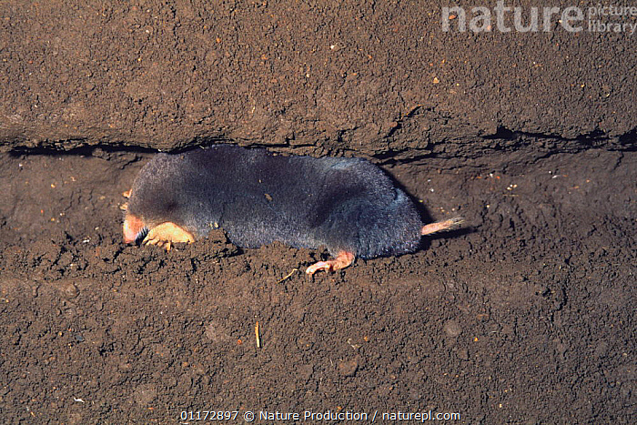 Stock photo of Lesser Japanese Mole {Talpa / Mogera imaizumii} in ...