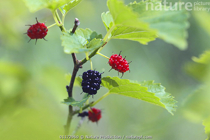 Stock photo of Mulberries {Morus australis / bombycis) Japan. Available ...