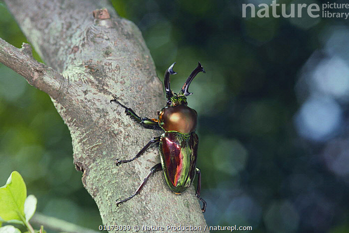 Rainbow Stag Beetle