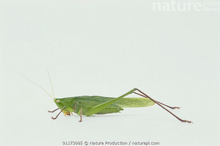 Stock photo of Grasshopper {Homorocoryphus lineosus / nitidulus} male ...