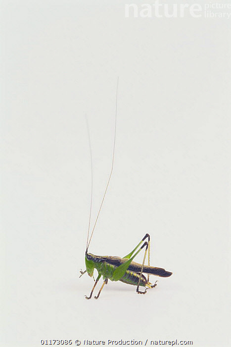 Stock photo of Conehead {Conocephalus melas} male, Japan. Available for ...