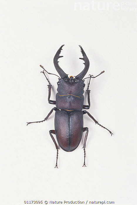 Stock photo of Saw Stag Beetle {Prosopocoilus inclinatus inclinatus ...