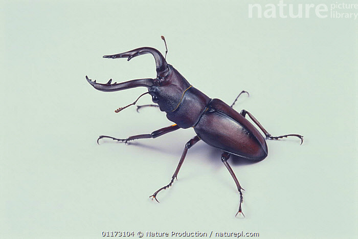 Stock photo of Saw Stag Beetle {Prosopocoilus inclinatus inclinatus ...