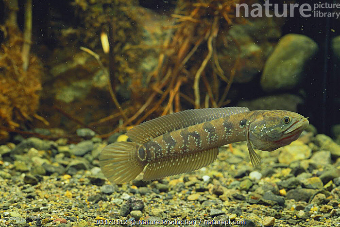 Stock photo of Chinese Snakehead {Channa asiatica} aggressive display ...