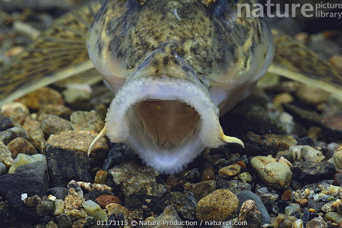 Stock photo of Goby Minnow's open mouth {Pseudogobio esocinus esocinus ...