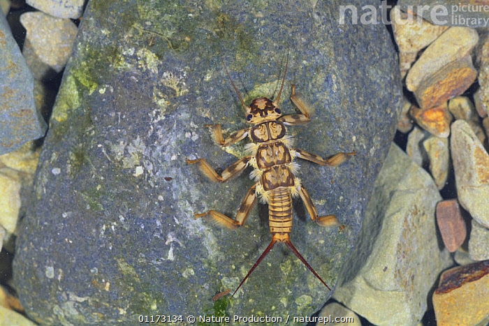 Stock photo of Stonefly larva {Paragnetina tinctipennis} Japan ...